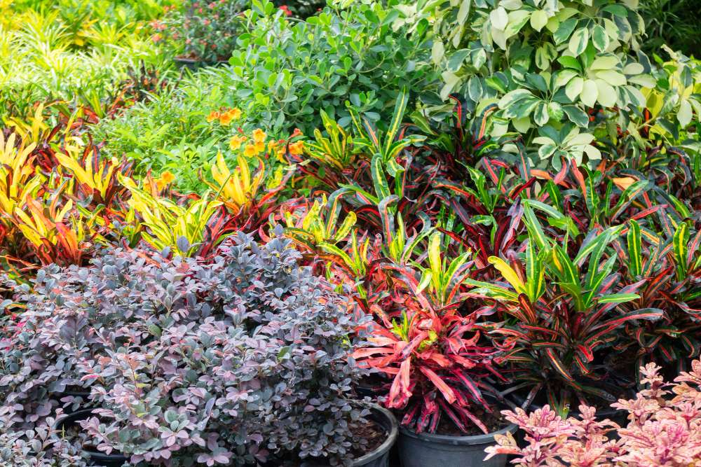 Best Native Plants for Landscaping in San Francisco
